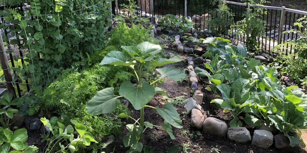 ᐅ No Dig Gardening: Einfach Boden Lockern Ohne Umgraben!